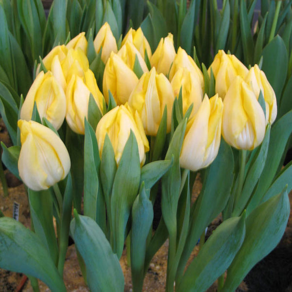 Sunny Prince Single Early Tulip - Botanus
