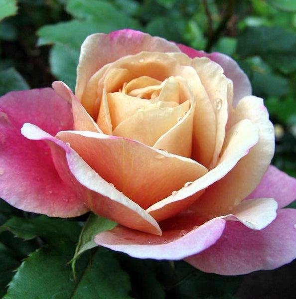 Distant Drums Weeks Shrub Rose - Botanus