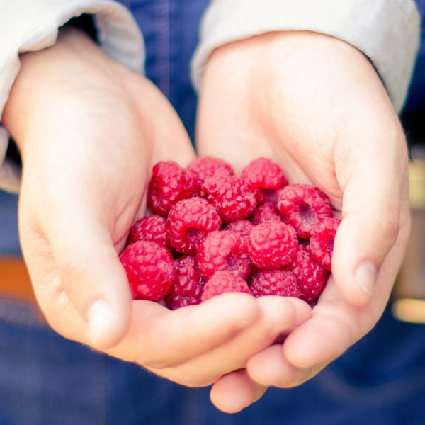 Raspberry 'Boyne' - Botanus