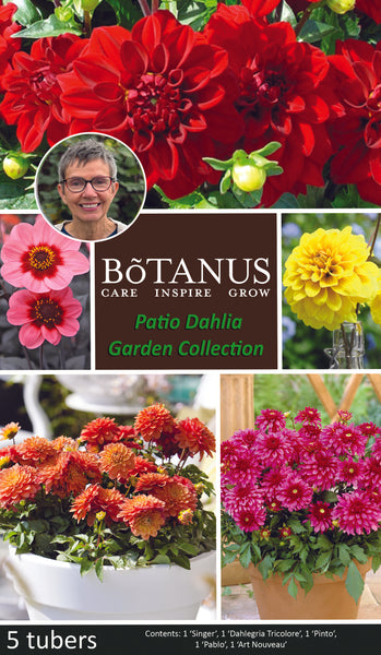 Patio Dahlia Garden Collection - Botanus