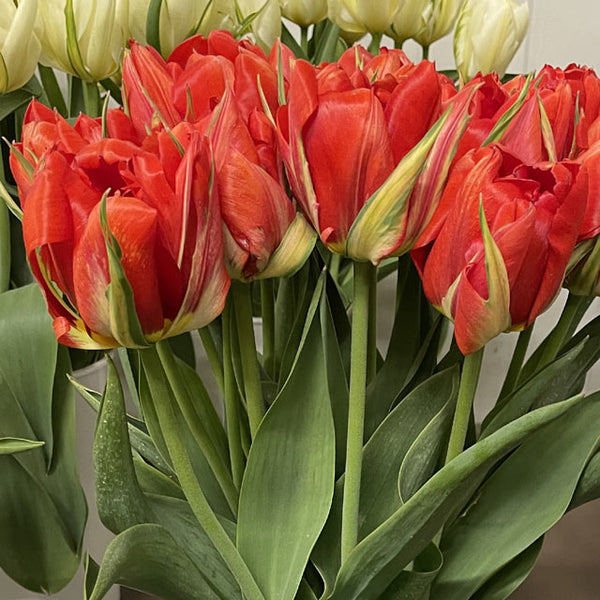Love Valley Fosteriana Tulip - Botanus