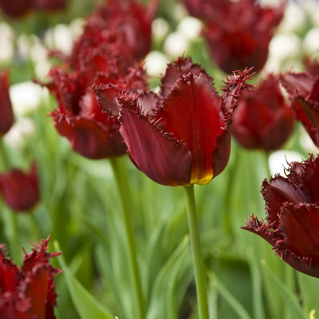 Pacific Pearl Fringed Tulip - Botanus