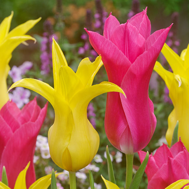 On Point Creative Combination - Botanus