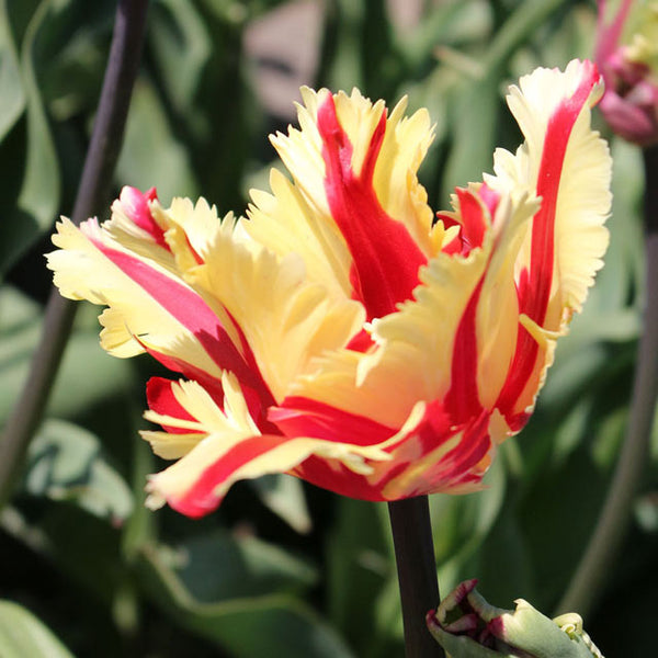 Texas Flame Parrot Tulip - Botanus