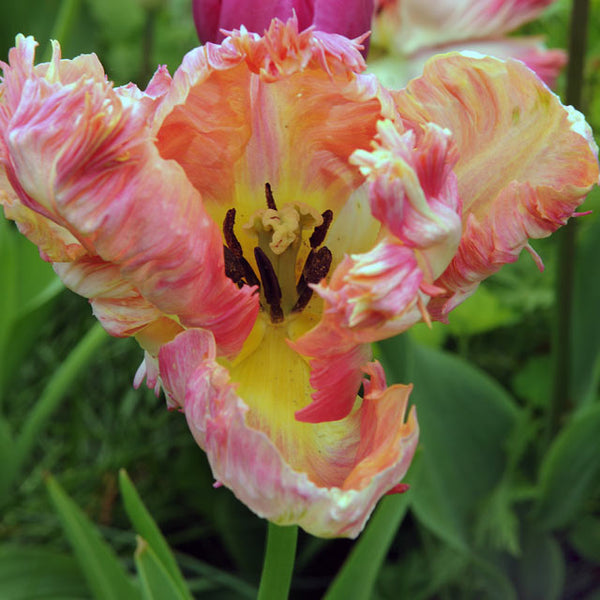 Apricot Parrot Tulip - Botanus