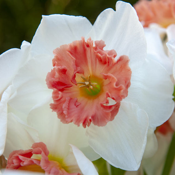 Precocious Collector Series Narcissi - Botanus