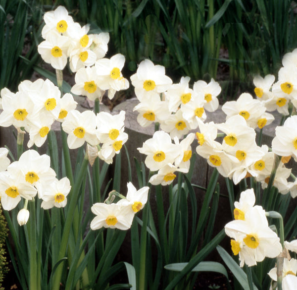 Chinese Sacred Lily Indoor Narcissi - Botanus