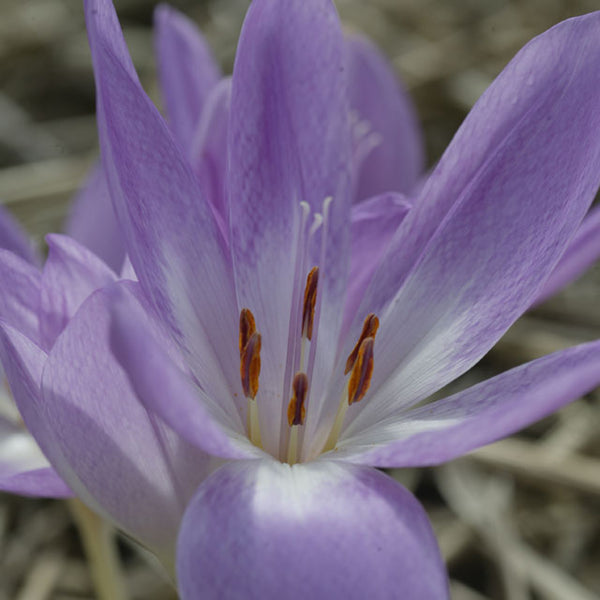 Colchicum 'The Giant' Fall Flowering Bulb - Botanus