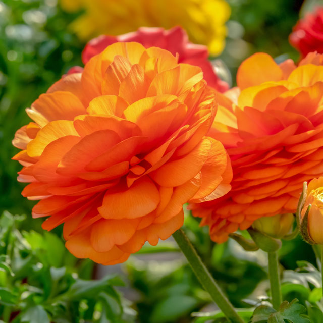 Ranunculus 'Reinette Orange' - Botanus