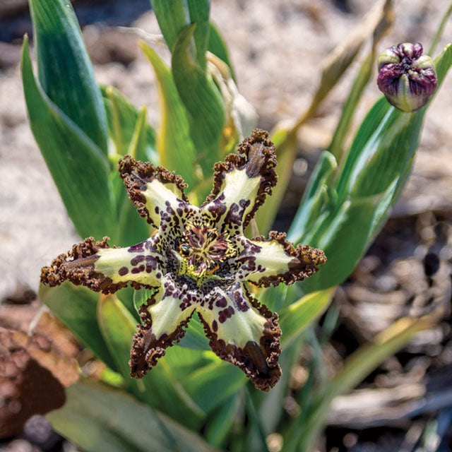 Ferraria crispa - Botanus
