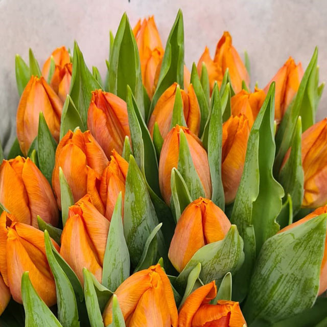 Sunrise Prince Single Early Tulip - Botanus