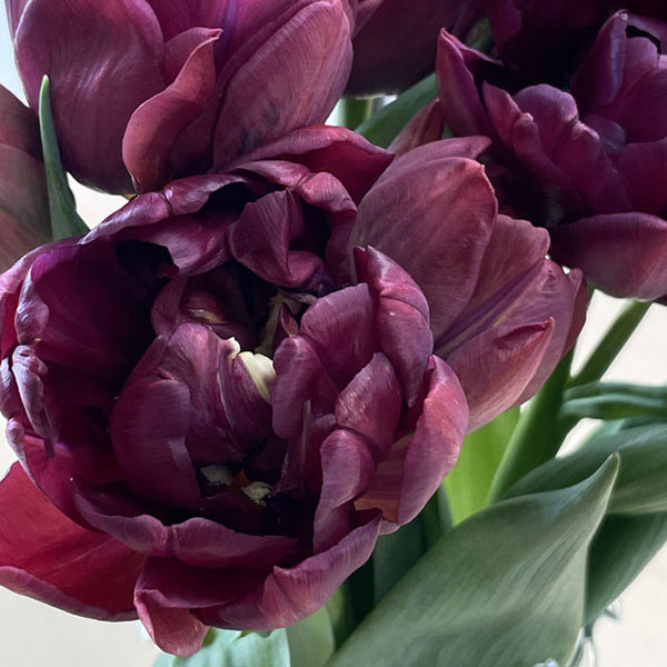 Alison Bradley Double Early Tulip - Botanus