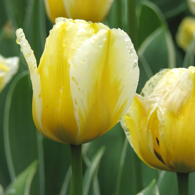 Jaap Groot Darwin Hybrid Tulip - Botanus