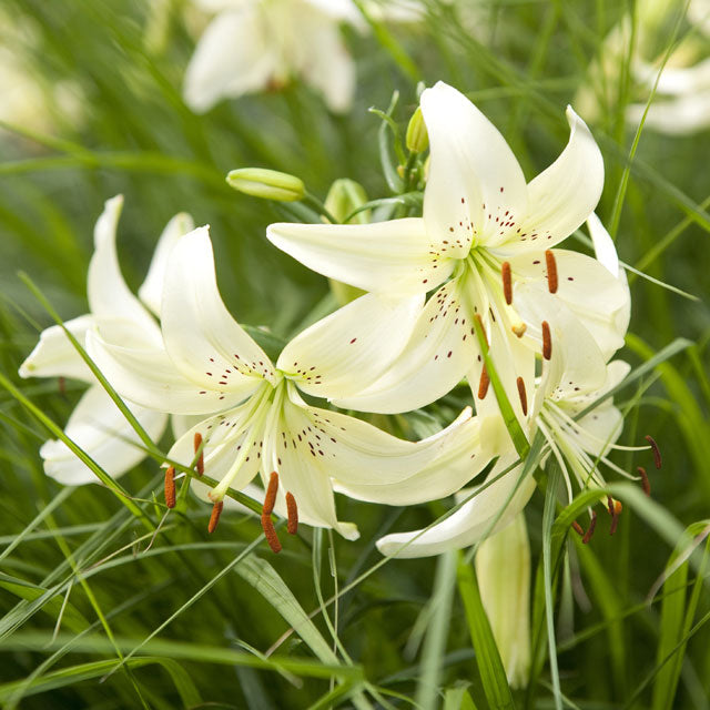 Sweet Surrender Tiger Lily - Botanus
