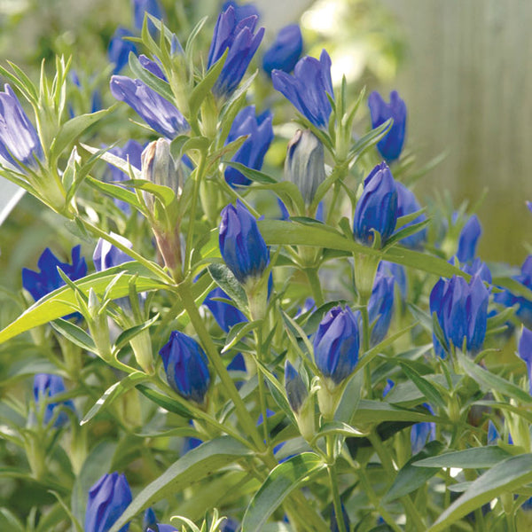 Gentiana 'True Blue' - Botanus