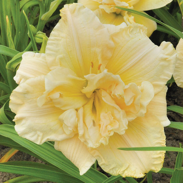 Hemerocallis 'Schnickel Fritz' - Botanus