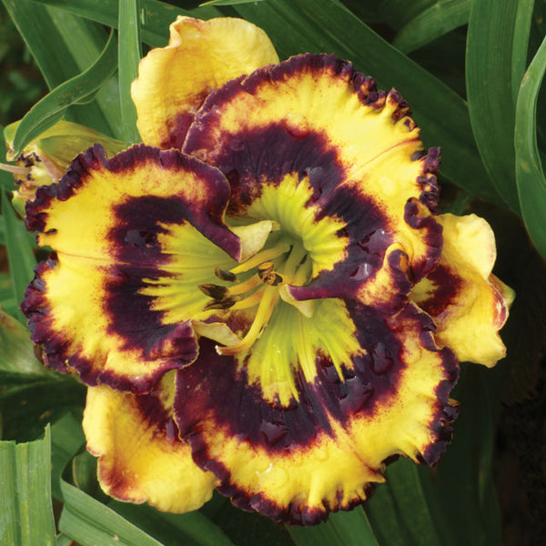 Hemerocallis 'Pansy Face Charmer' - Botanus