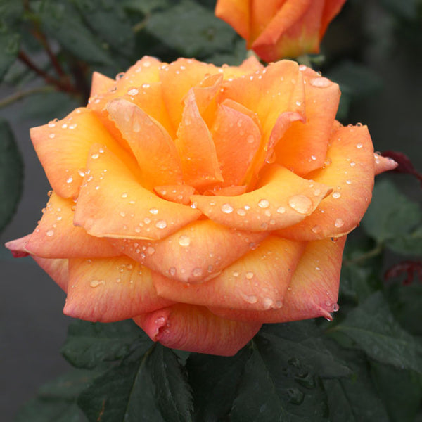 Chris Evert Weeks Hybrid Tea Rose - Botanus