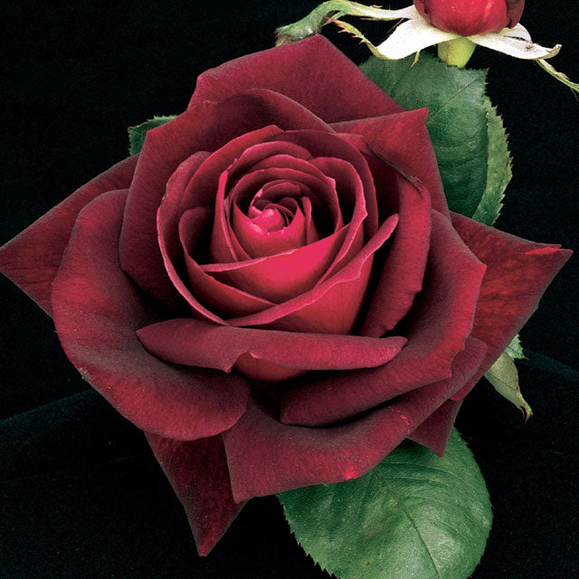 Ink Spots Weeks Hybrid Tea Rose - Botanus