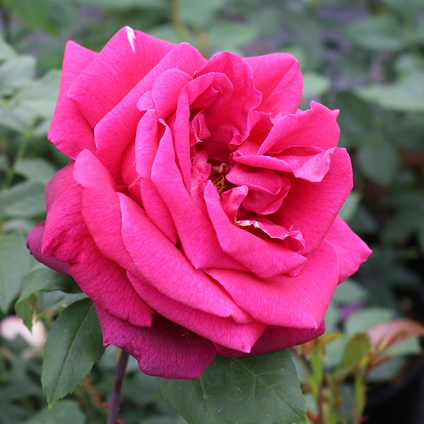 Perfume Factory Weeks Hybrid Tea Rose - Botanus
