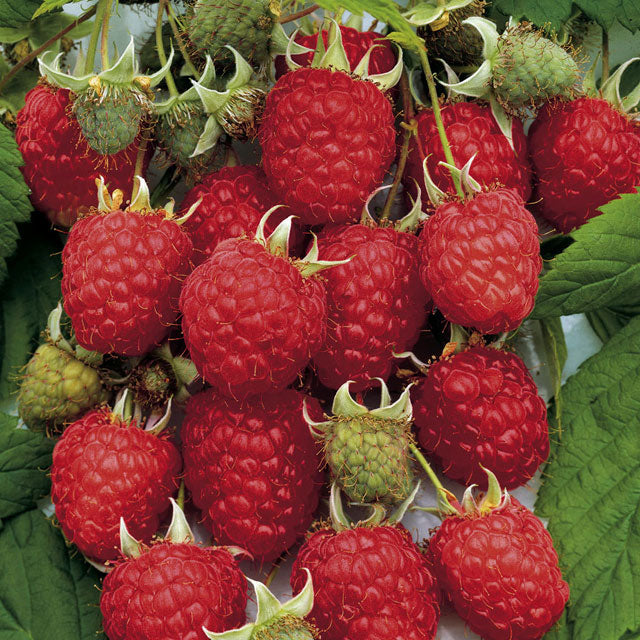 Raspberry 'Heritage' - Botanus