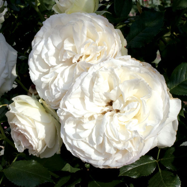 White Meidiland Weeks Groundcover Rose - Botanus