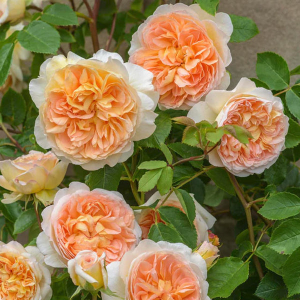 Bathsheba David Austin Rose - Botanus