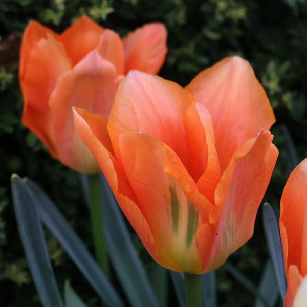 Orange Emperor Fosteriana Tulip - Botanus