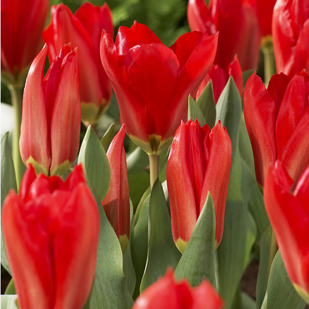 Red Emperor Fosteriana Tulip - Botanus