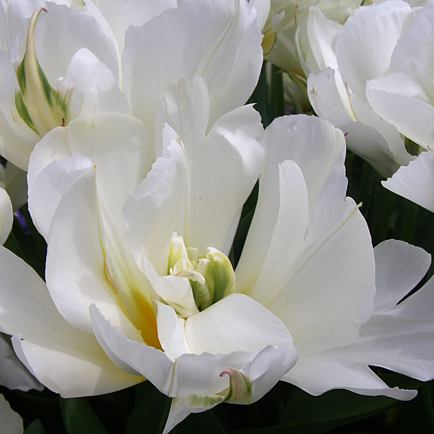 Exotic Emperor Fosteriana Tulip - Botanus