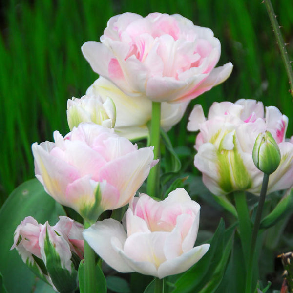 Angelique Double Late Tulip - Botanus