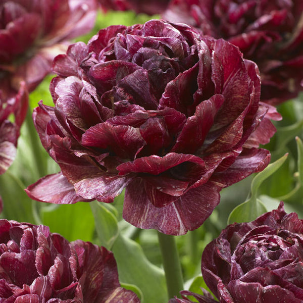 Night Watch Collector Series Tulip - Botanus