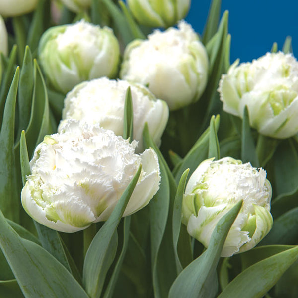 Snow Crystal Fringed Tulip - Botanus