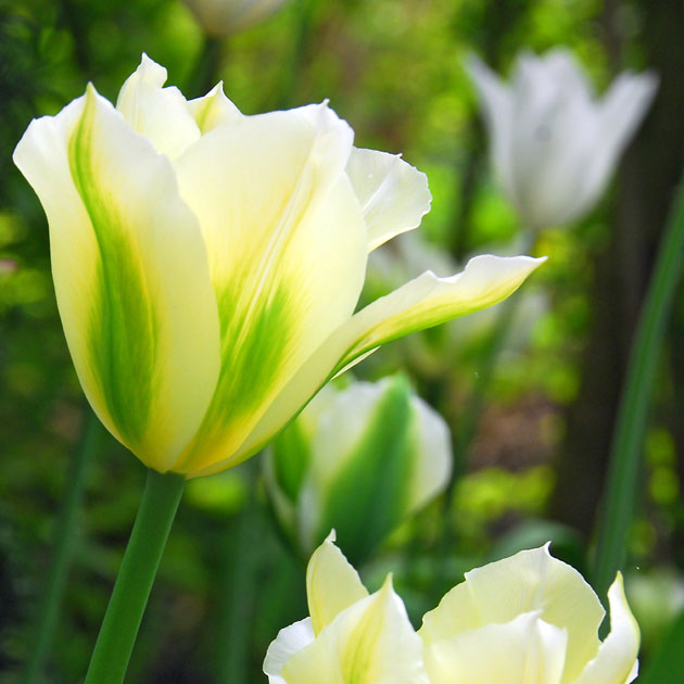 Spring Green Viridiflora Tulip - Botanus