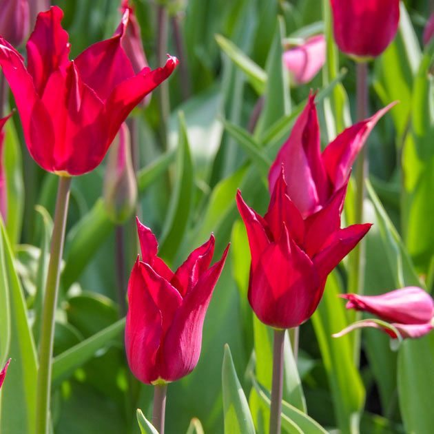 Queen Rania Lily-flowered Tulip - Botanus