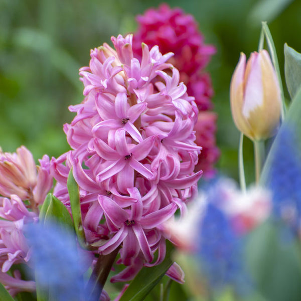 Pink Pearl Regular Hyacinth - Botanus