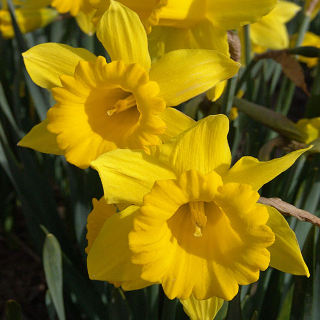 Gigantic Star Trumpet Daffodil - Botanus