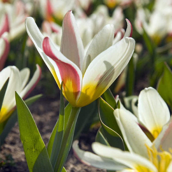 The First Kaufmanniana Tulip - Botanus