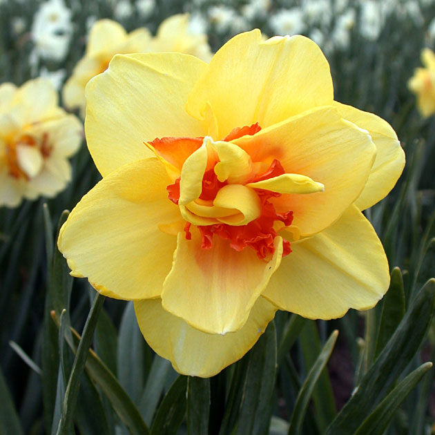 Tahiti Double Narcissi - Botanus
