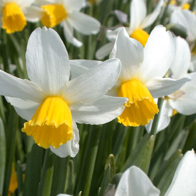 Jack Snipe Dwarf Narcissi - Botanus