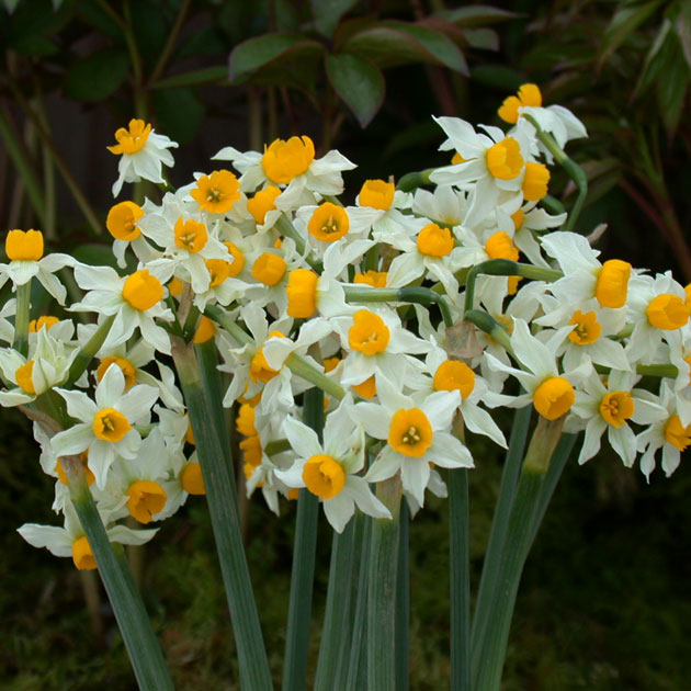 Canaliculatus Mini Narcissi - Botanus