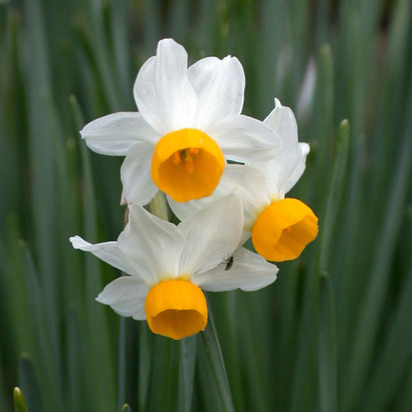 Canaliculatus Mini Narcissi - Botanus