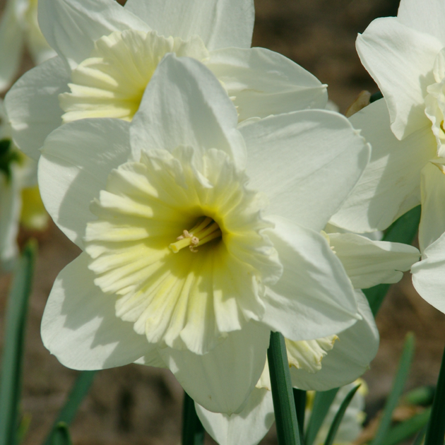 Ice Follies Cupped Narcissi - Botanus
