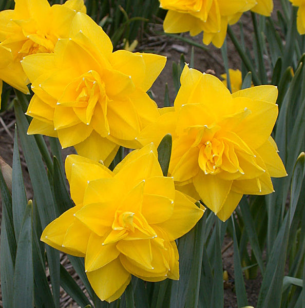 Golden Ducat Double Narcissi - Botanus