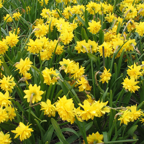 Tete Bouclé Dwarf Narcissi - Botanus