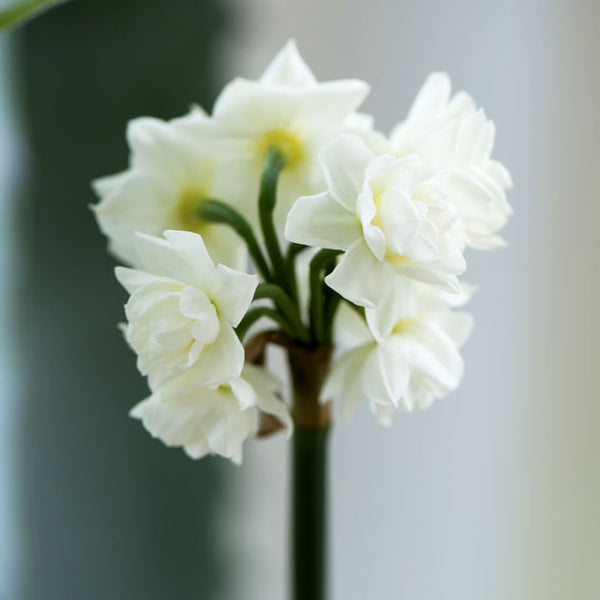 Paperwhite Erlicheer Indoor Narcissi - Botanus