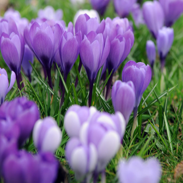 Purple Large Flowering Crocus - Botanus