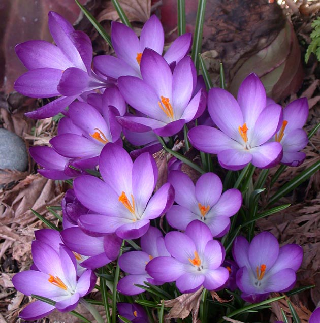 Ruby Giant Snow Crocus - Botanus