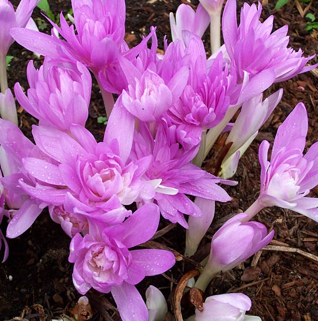 Colchicum 'Waterlily' Fall Flowering Bulb - Botanus