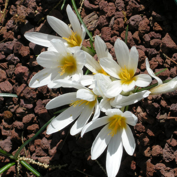 Crocus ochroleucus Fall Flowering Bulb - Botanus